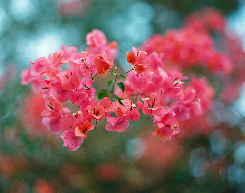 Blooming Series | "Bougainvillea" | Sara Donaldson Fine Art Print ...