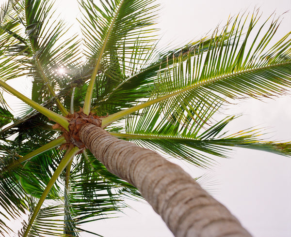 Growth Series | Sara Donaldson Photography – Sara Donaldson Productions ...