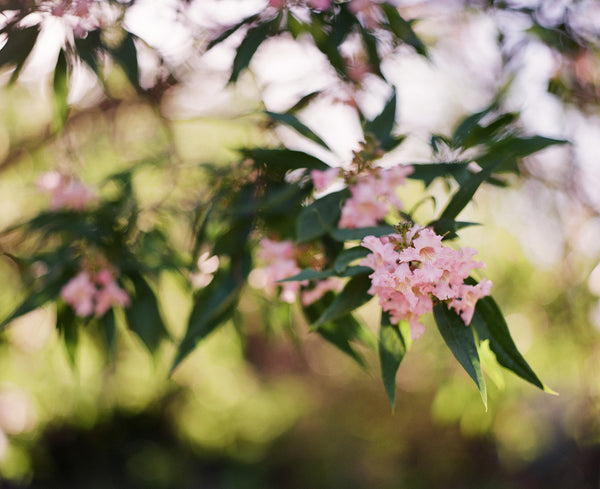 Blooming Series | Sara Donaldson Fine Art Prints – Sara Donaldson ...